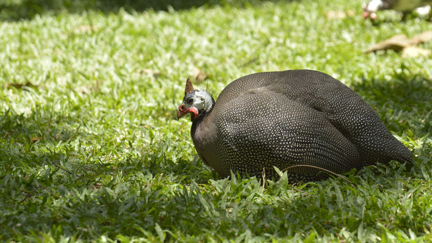 Guinea Hen How-To: Part One - Current Homesteading